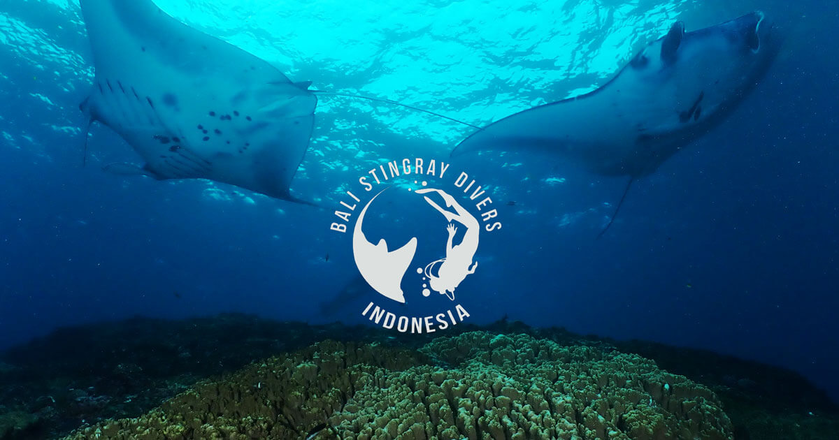 Bali Stingray Divers | Beyond Bali