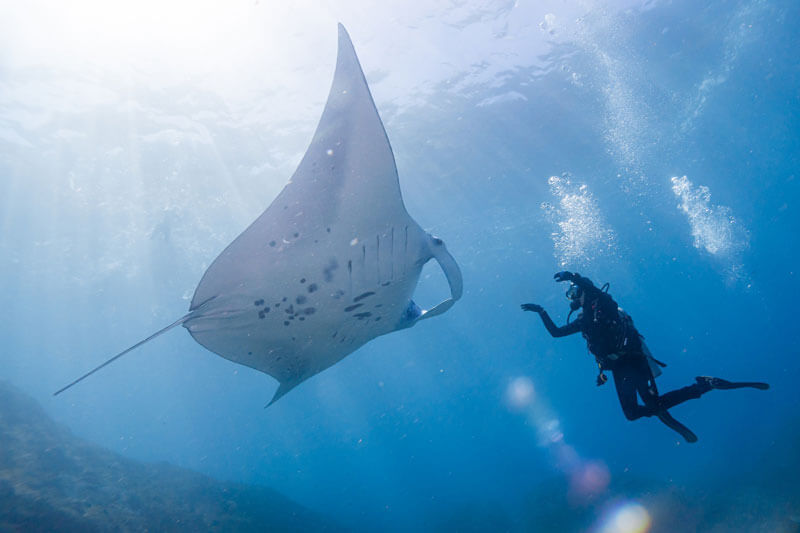 Bali Stingray Divers | Beyond Bali